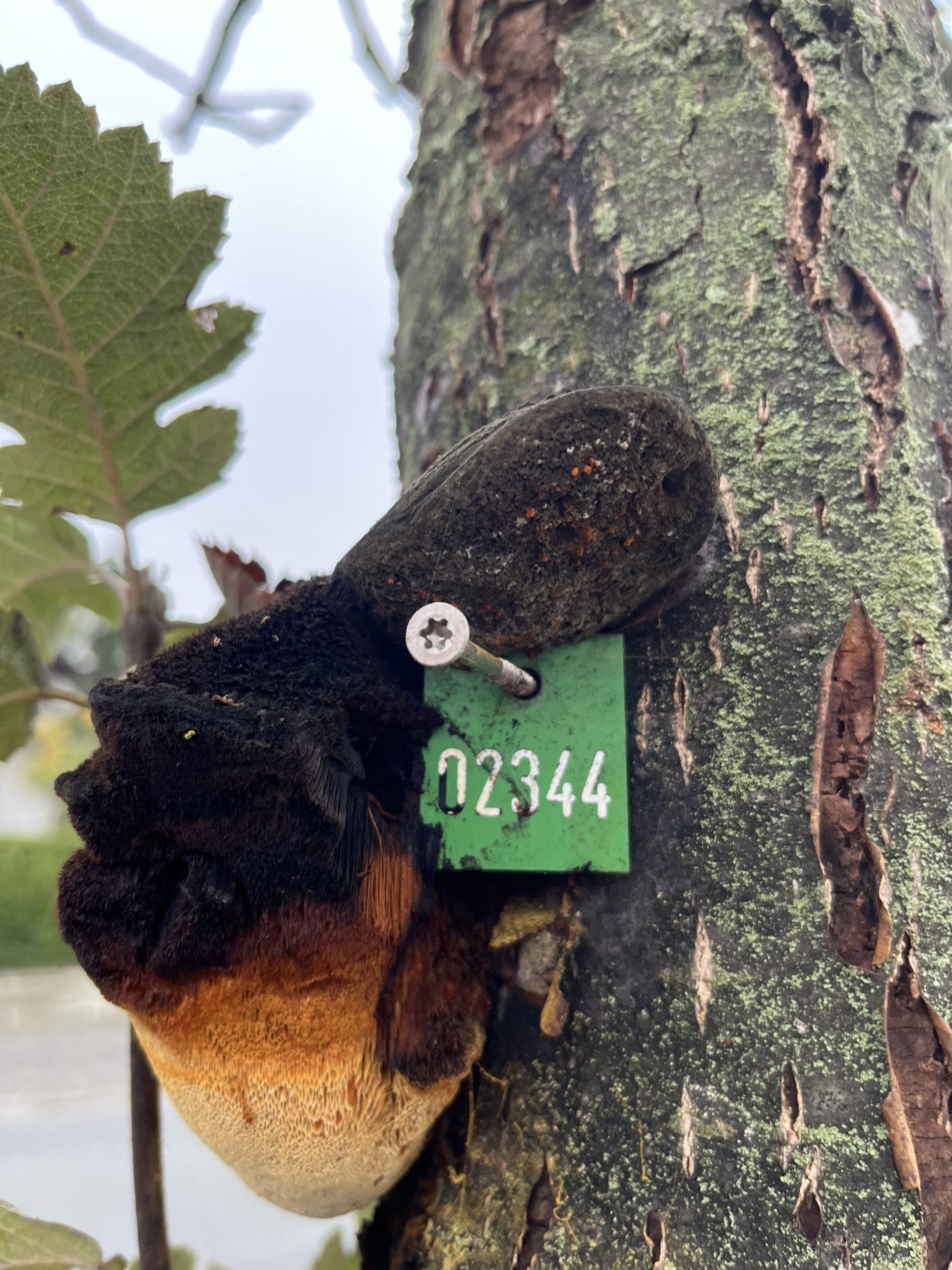 Groß-Gerau: Fungal infestation forces felling of rowan trees